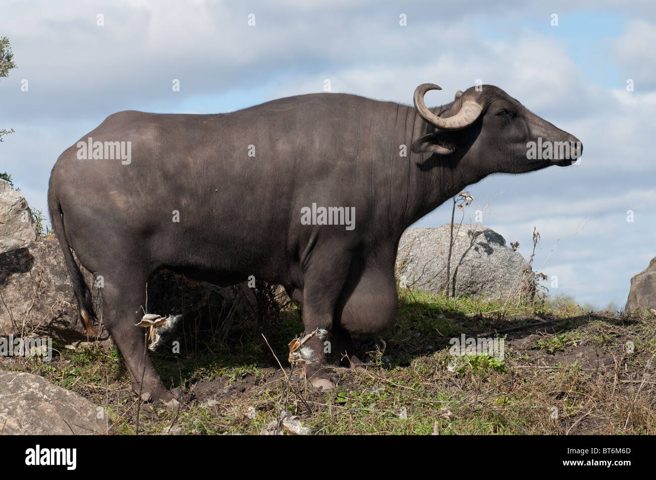 A Water Buffalo Stock Photo - Alamy