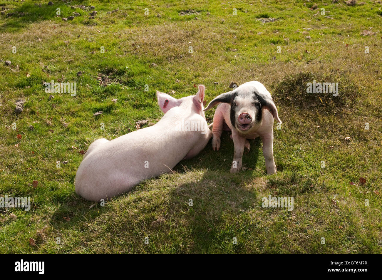 Pigs foraging for acorns in the New Forest under the ancient law of ...