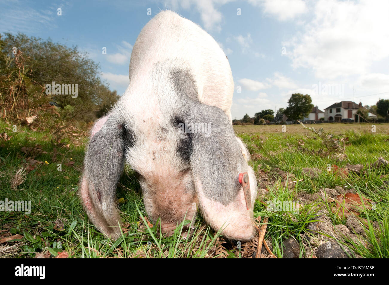 Pigs foraging for acorns in the New Forest under the ancient law of ...