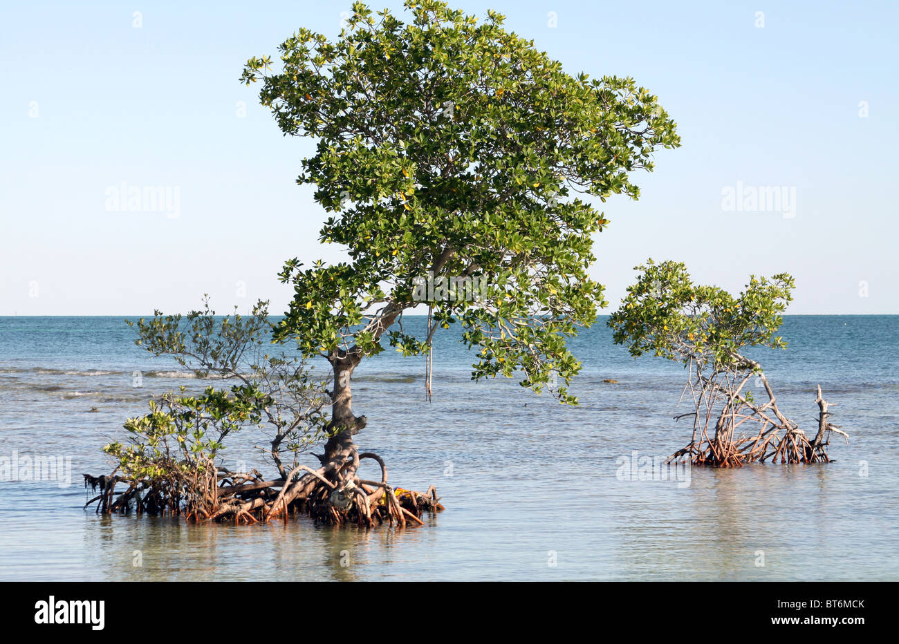 Mangroves in the Florida Keys Stock Photo - Alamy