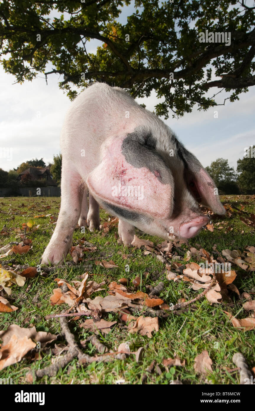 Pigs foraging for acorns in the New Forest under the ancient law of ...