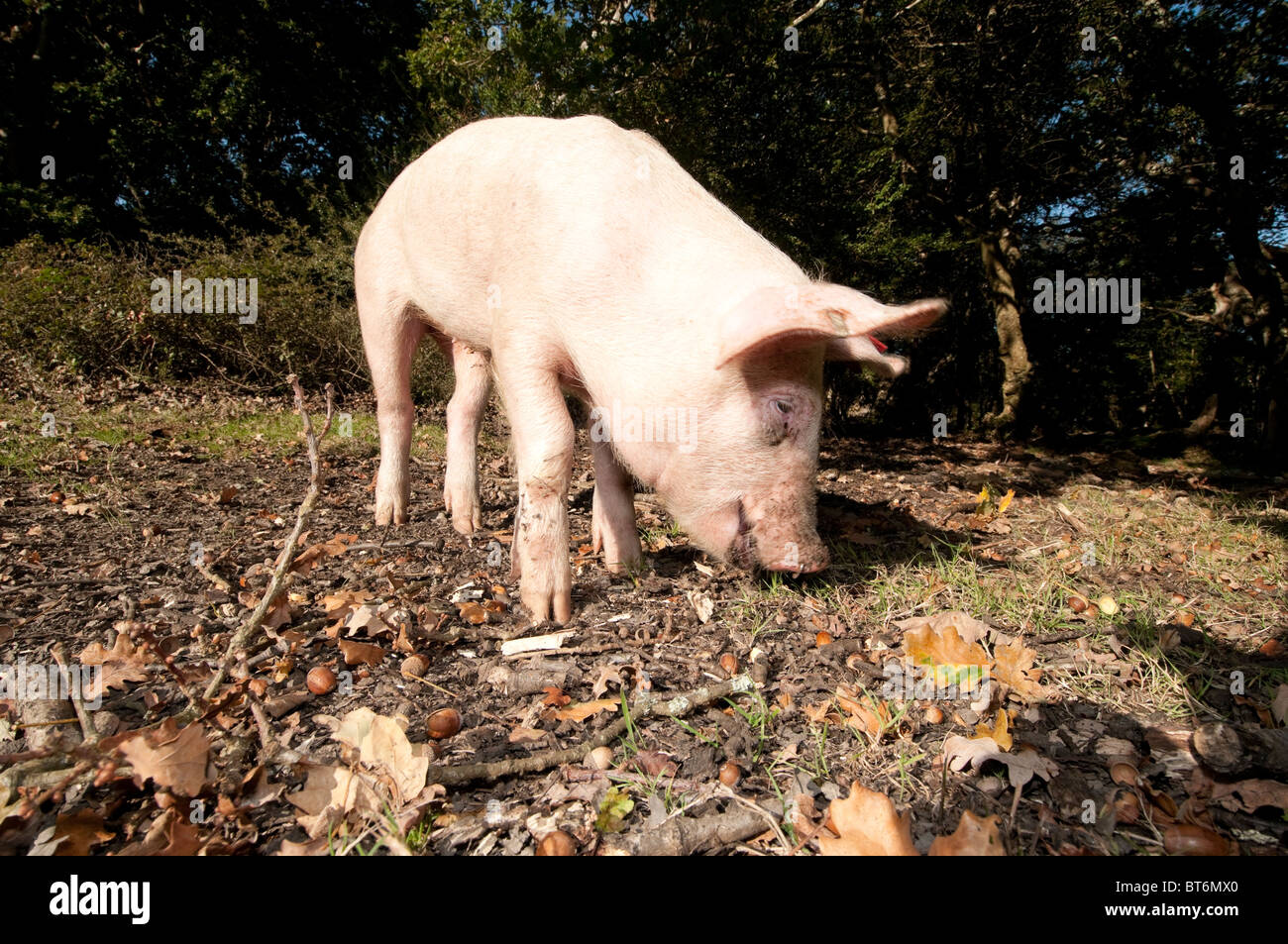 Pigs foraging for acorns in the New Forest under the ancient law of ...