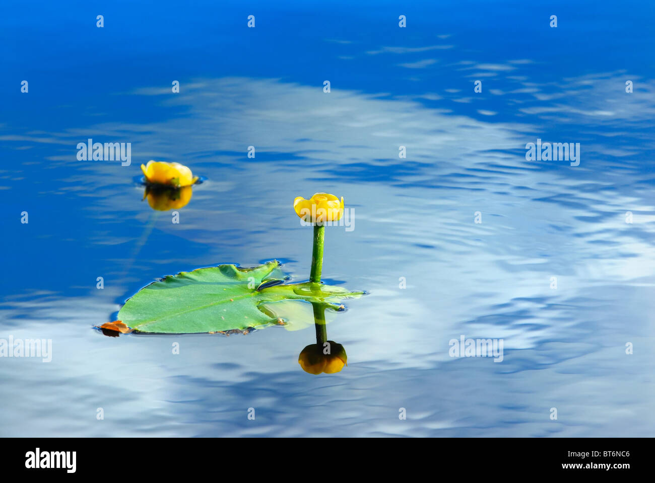 Nuphar luteum yellow pond lily hi-res stock photography and images - Alamy