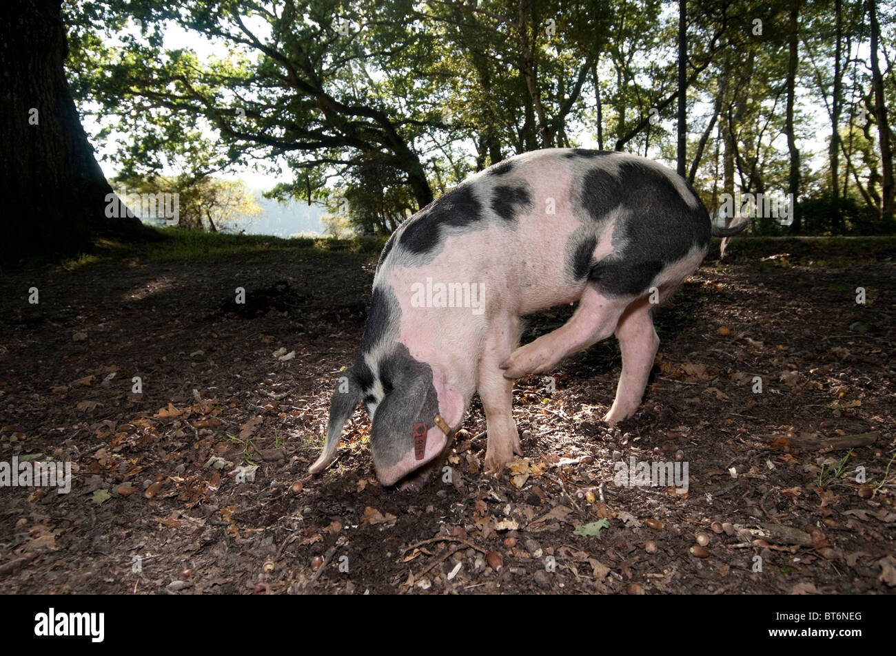 Pigs foraging for acorns in the New Forest under the ancient law of ...