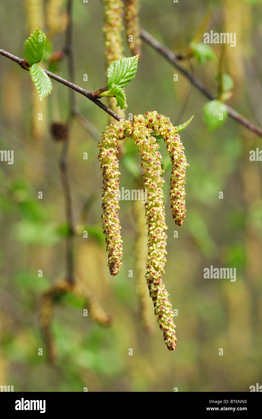 Birch tree flowers hi-res stock photography and images - Alamy
