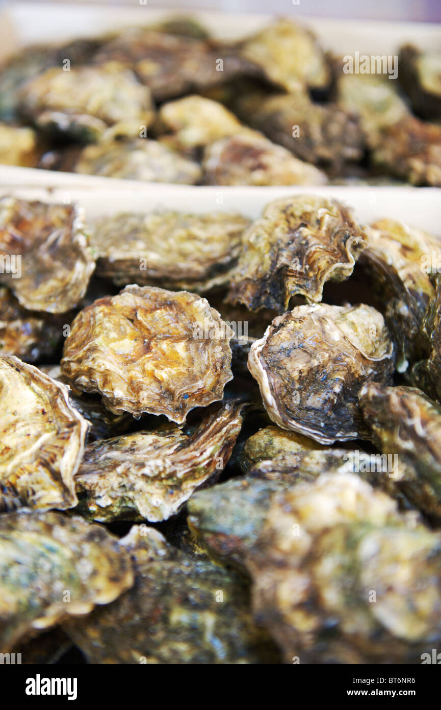 close up photograph of Colchester Native Oysters Stock Photo - Alamy