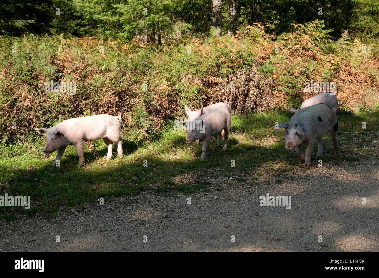 Pigs foraging for acorns in the New Forest under the ancient law of ...