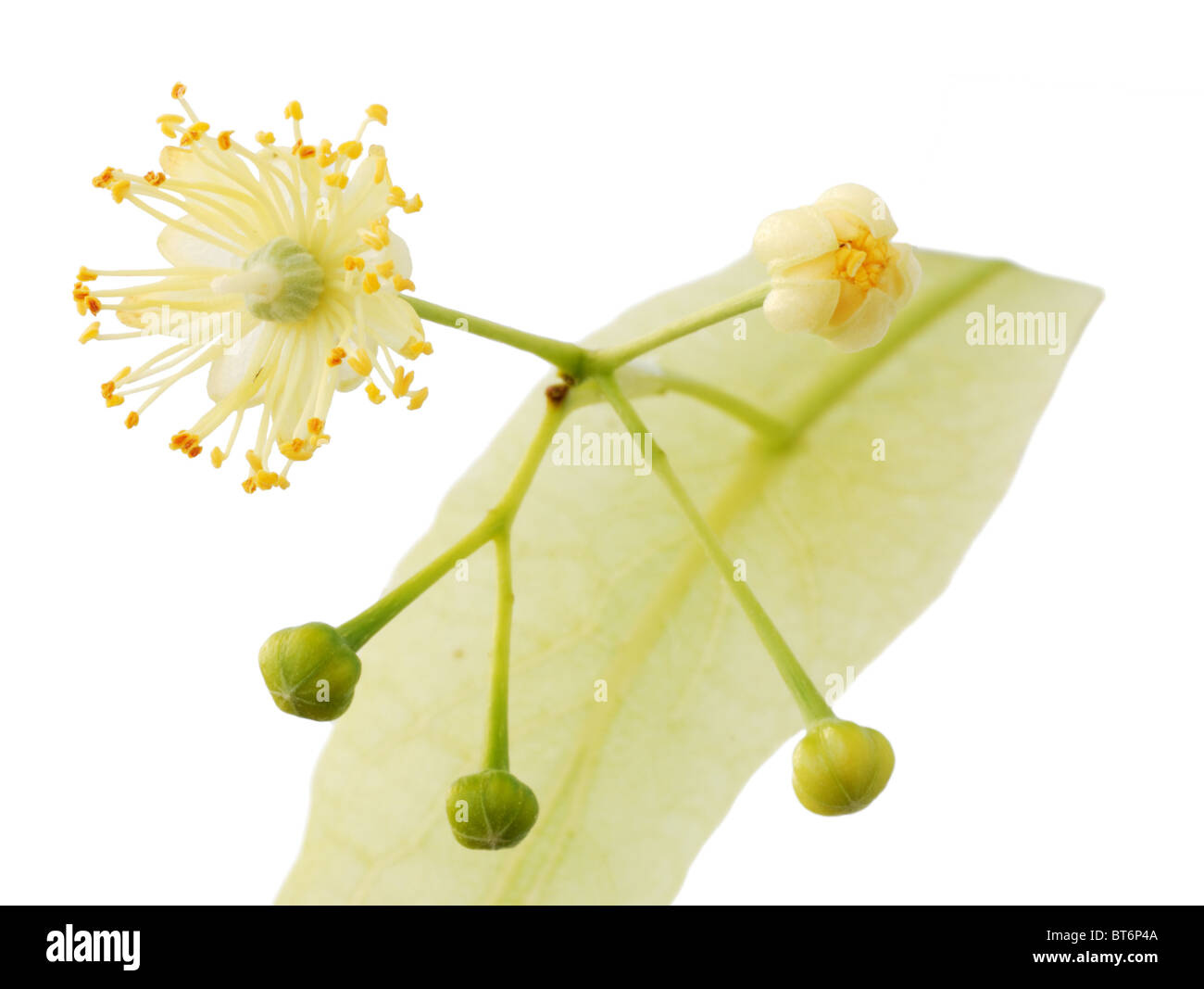 Linden tree flower hi-res stock photography and images - Alamy