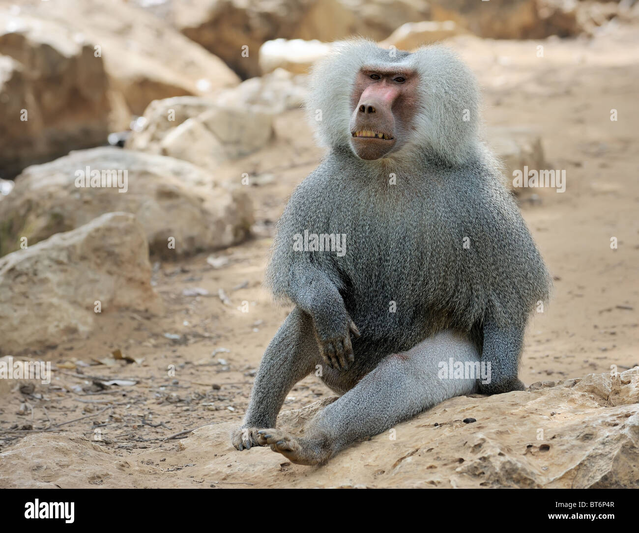 Red baboons hi-res stock photography and images - Alamy