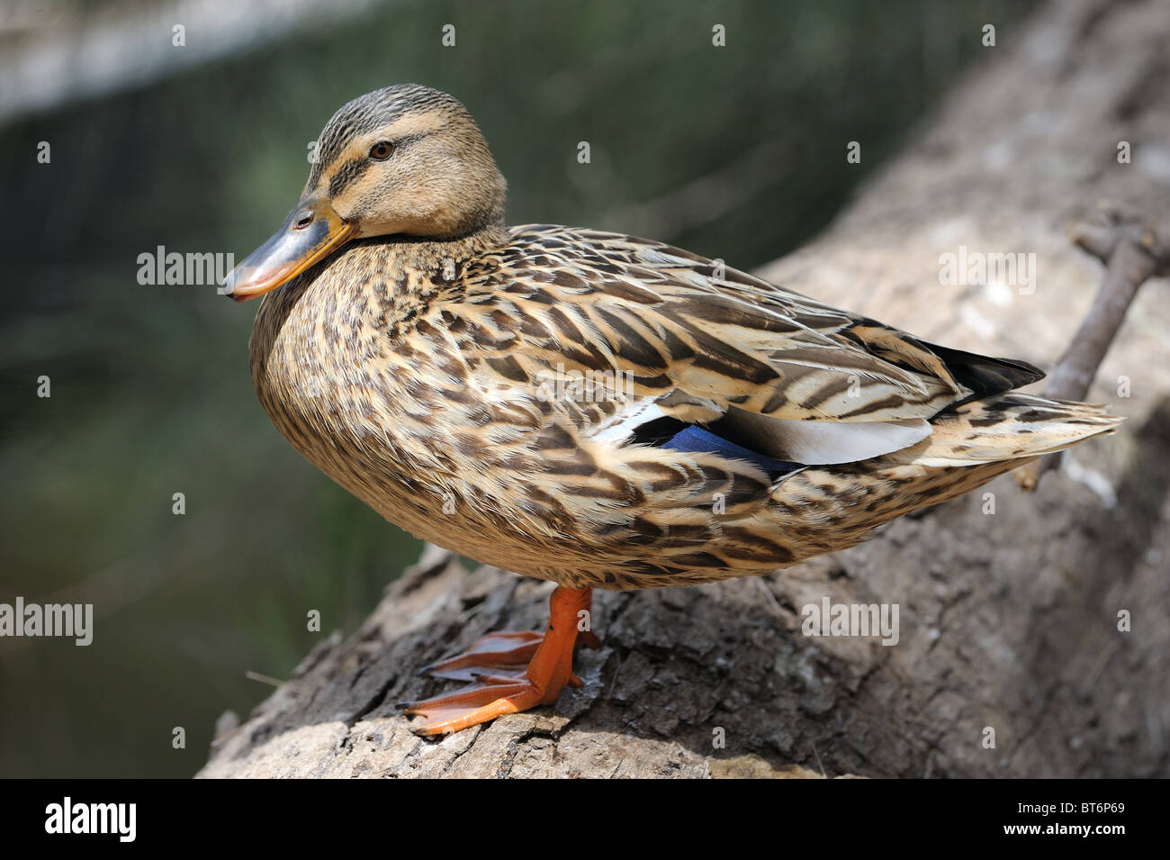 Duck at the zoo Stock Photo - Alamy