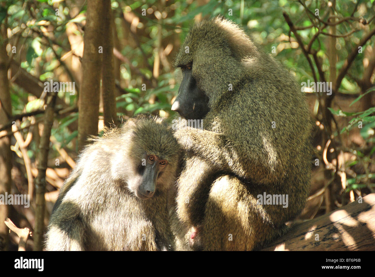 Baboon grooming another baboon in Manyara National Park, Tanzania ...