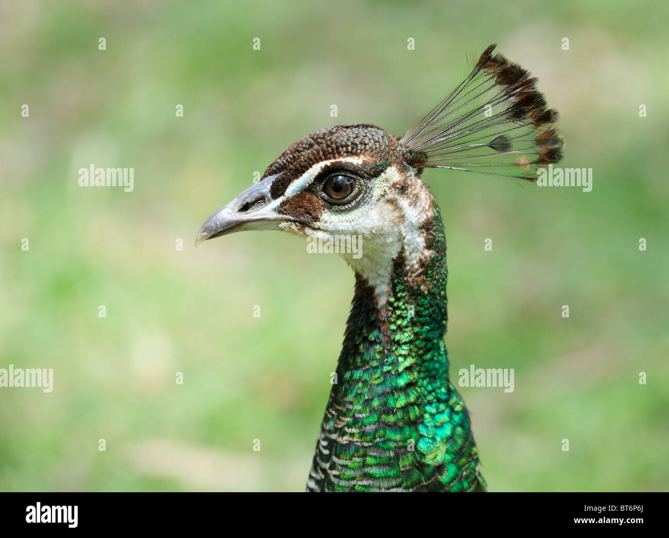 The head of the peacock Stock Photo - Alamy