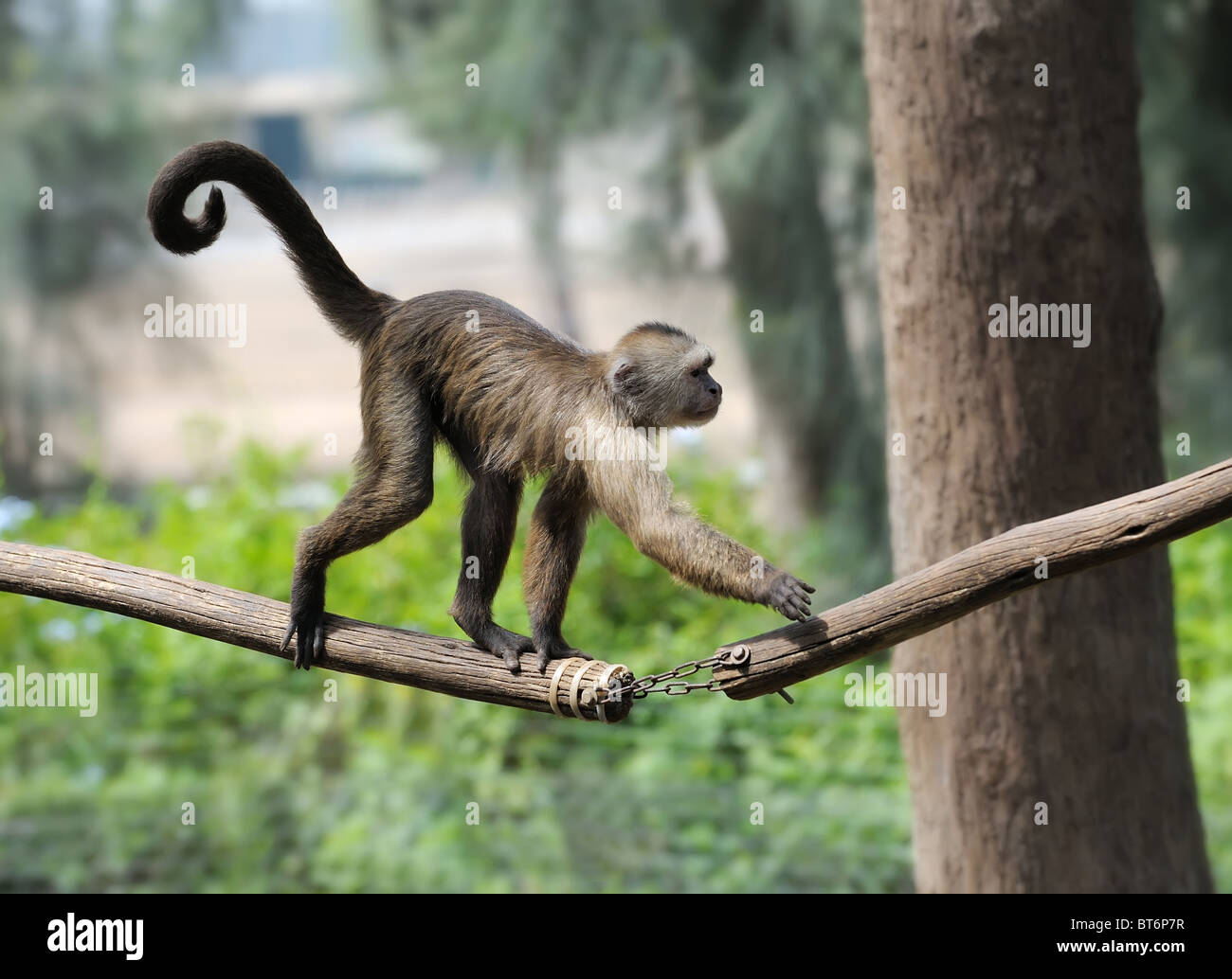 Monkey zoo hi-res stock photography and images - Alamy