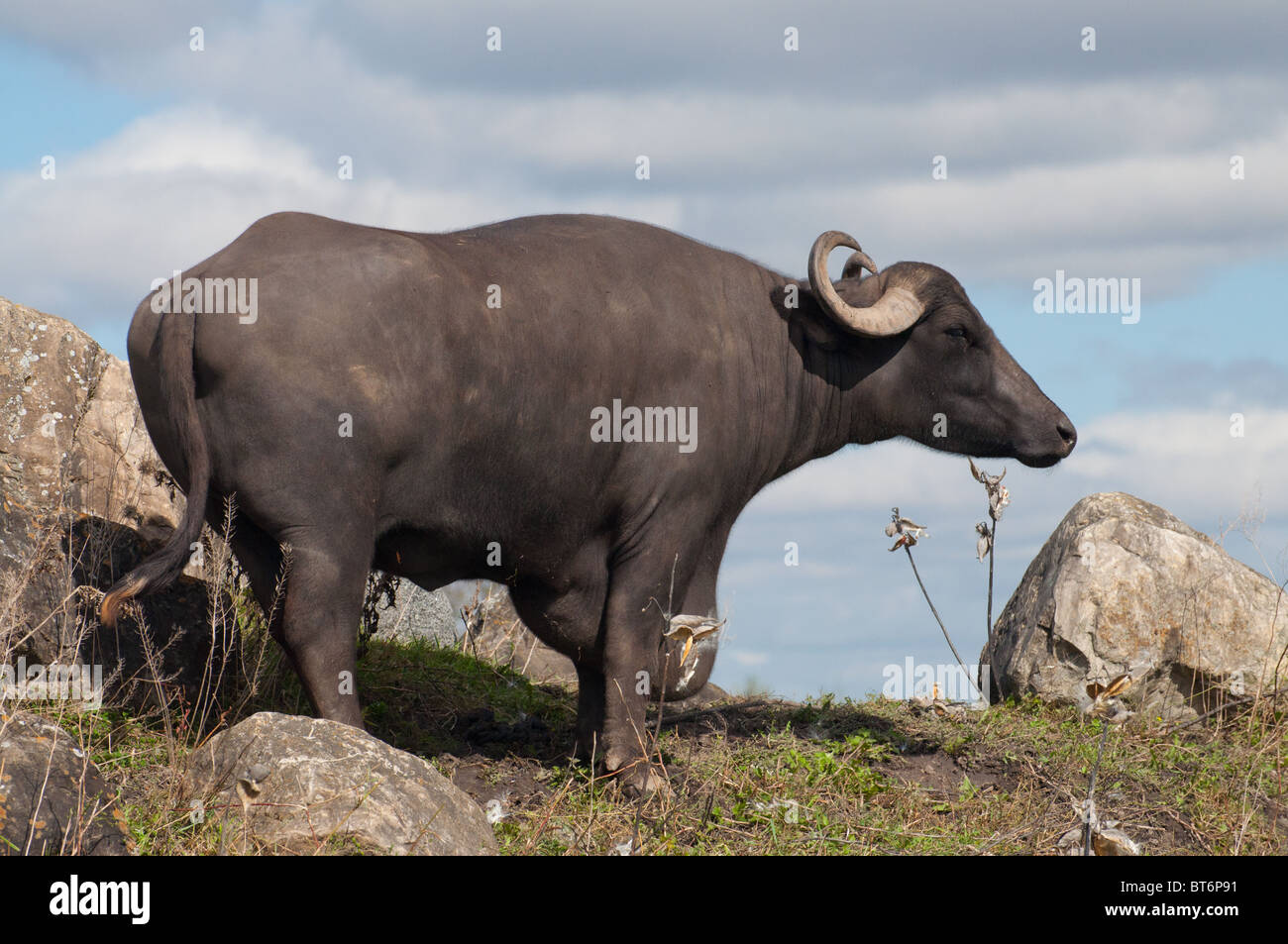 A Water Buffalo Stock Photo - Alamy