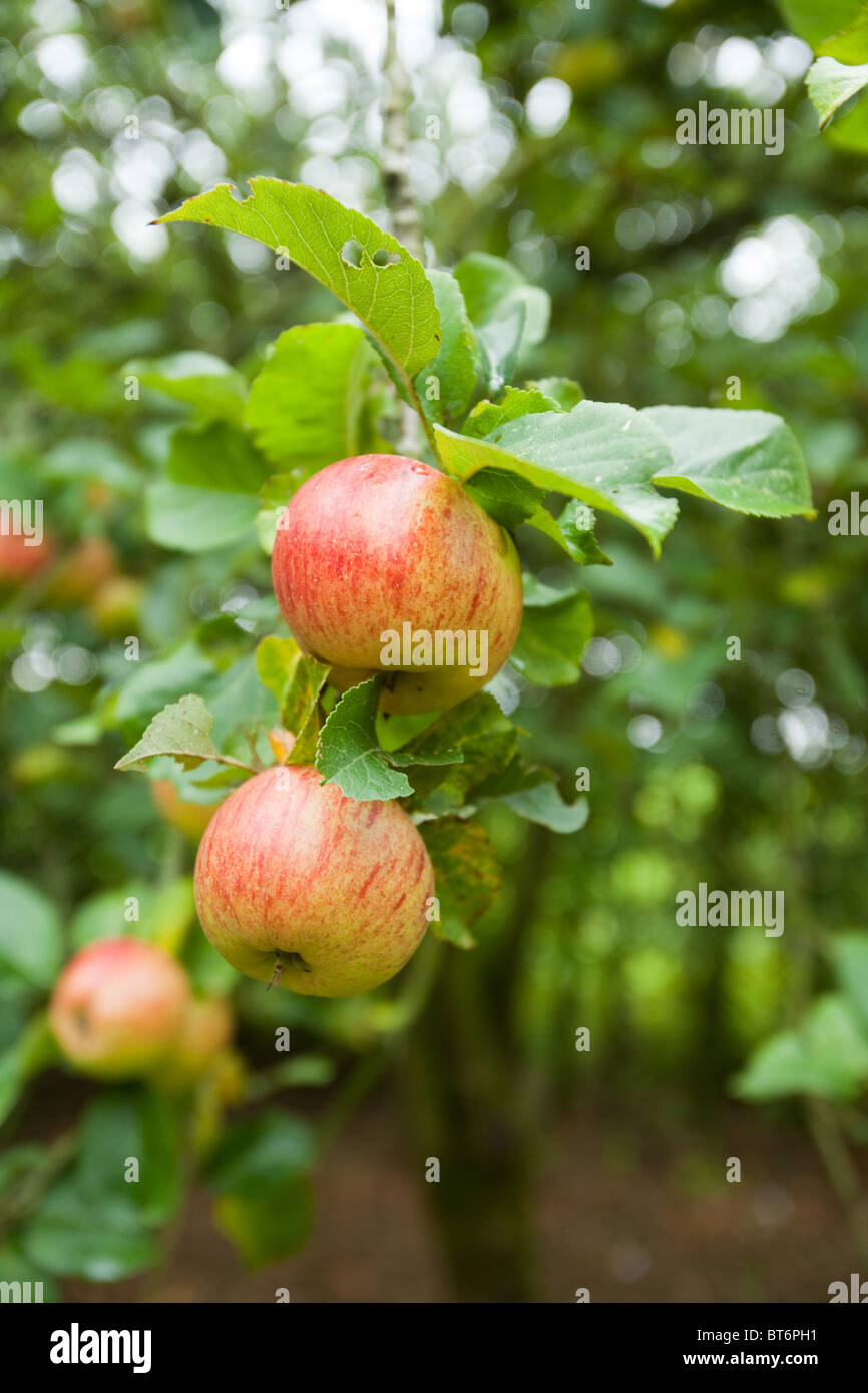 Apples ripening on a apple tree, Hampshire, England, United Kingdom ...
