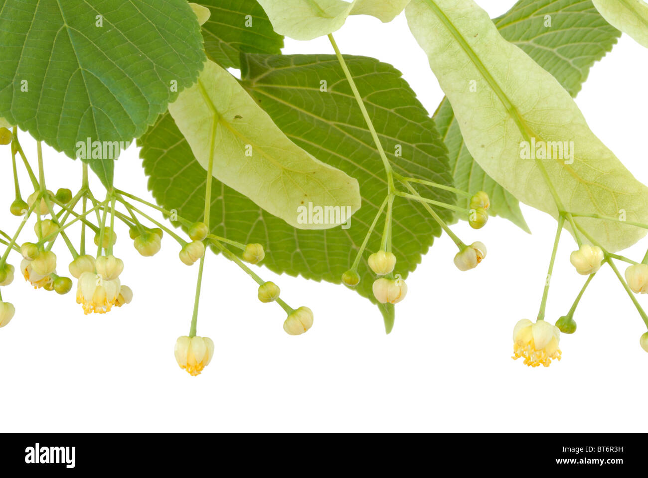 Linden tree blossom hi-res stock photography and images - Alamy