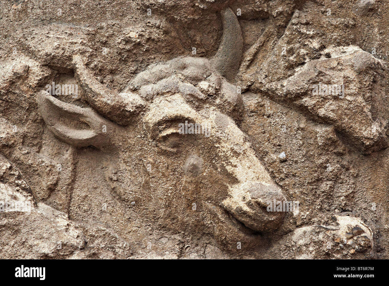 Bison bull head hi-res stock photography and images - Alamy