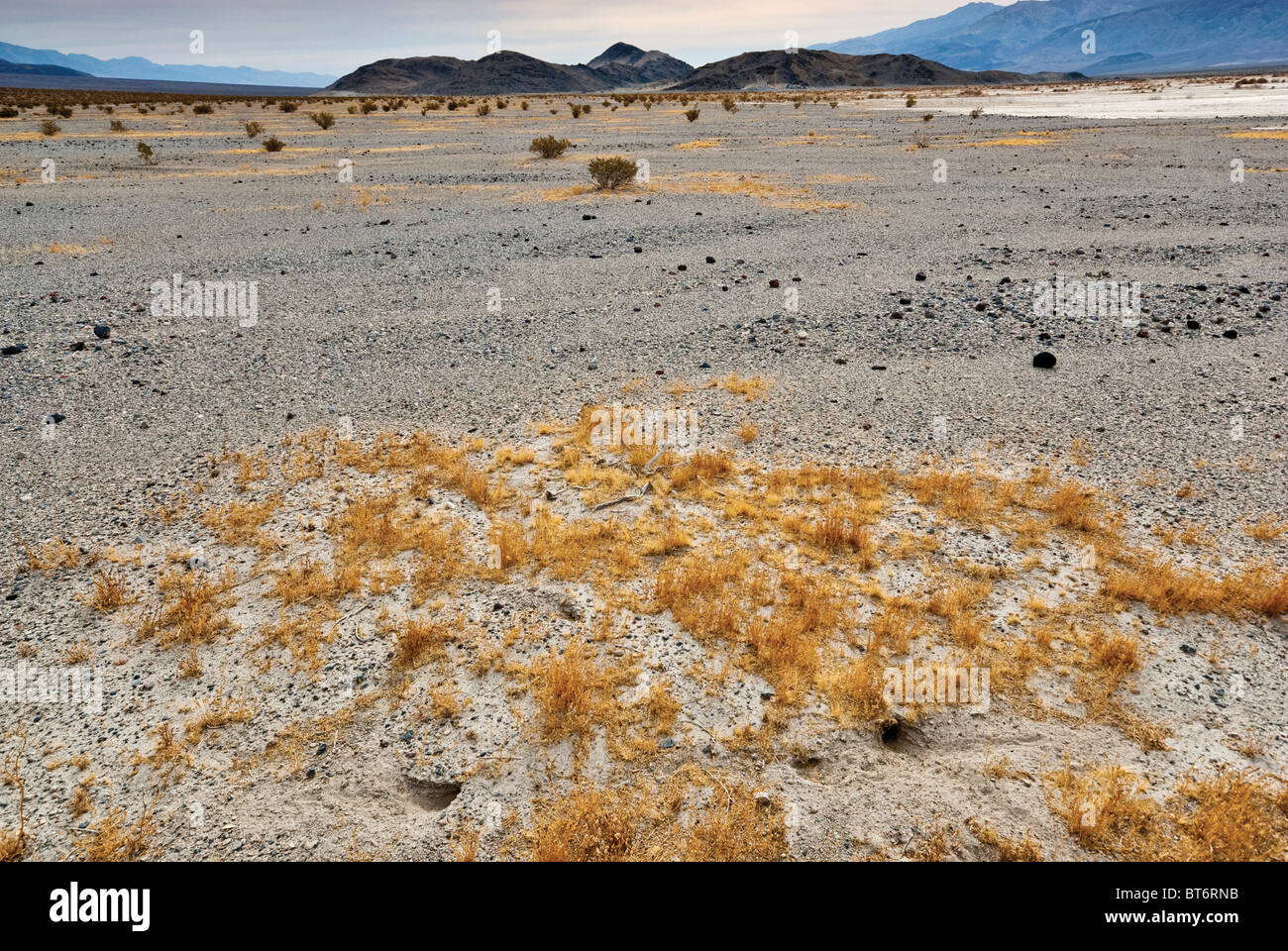 Barren grass hi-res stock photography and images - Alamy