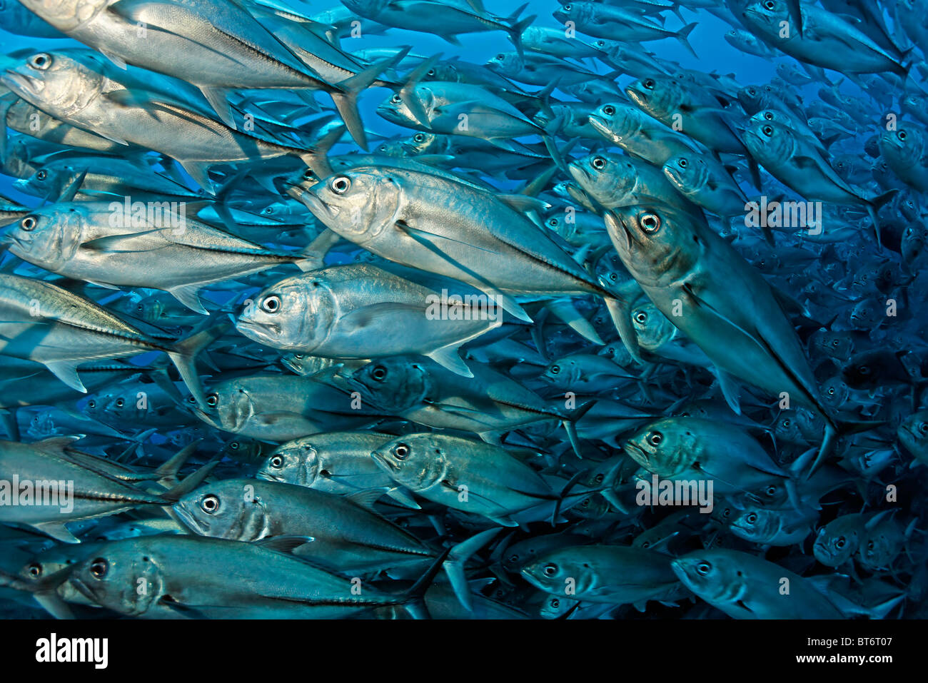 Shoal Of Bigeye Trevallies Caranx Sexfasciatus Blue Water Cocos