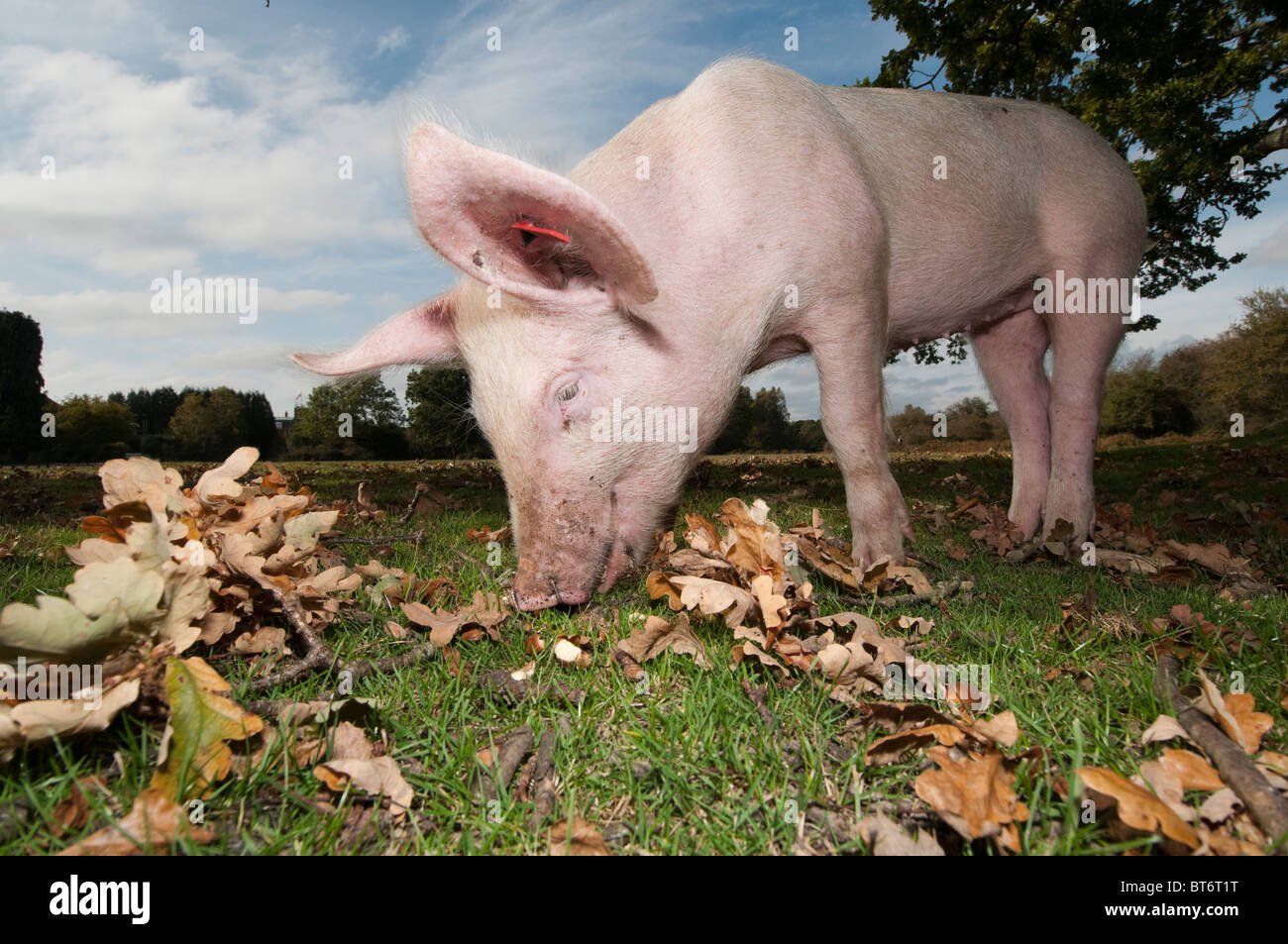 Pigs foraging for acorns in the New Forest under the ancient law of ...