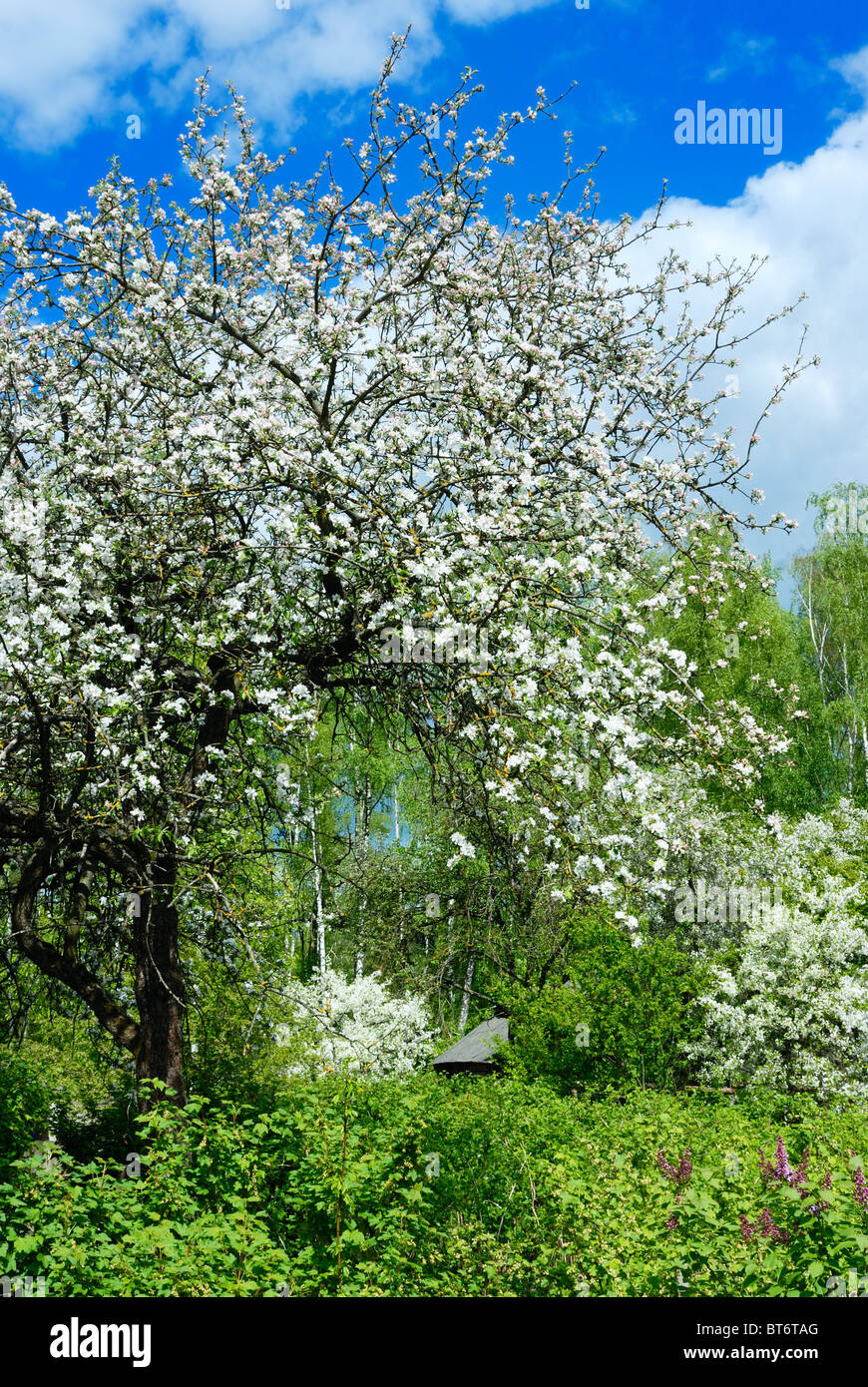 Apple court garden hi-res stock photography and images - Alamy