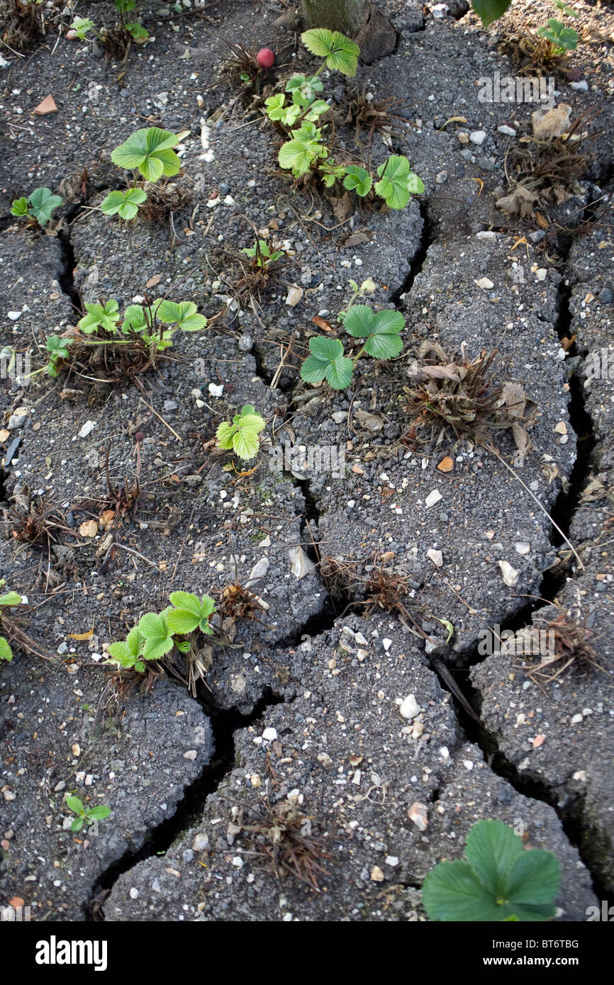 Drought soil arid drougthy hi-res stock photography and images - Alamy