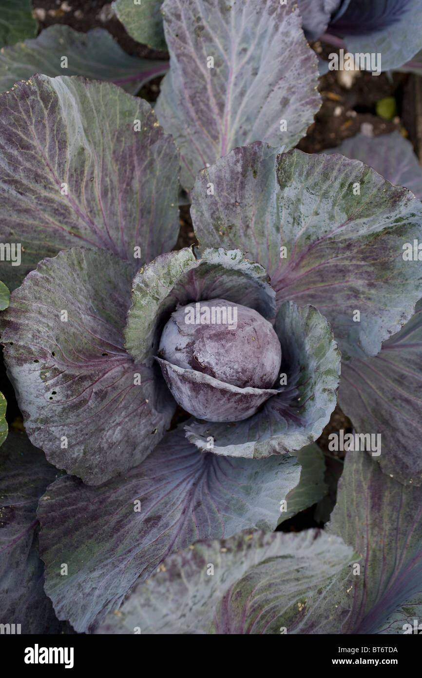 Red cabbage growing in garden Stock Photo - Alamy