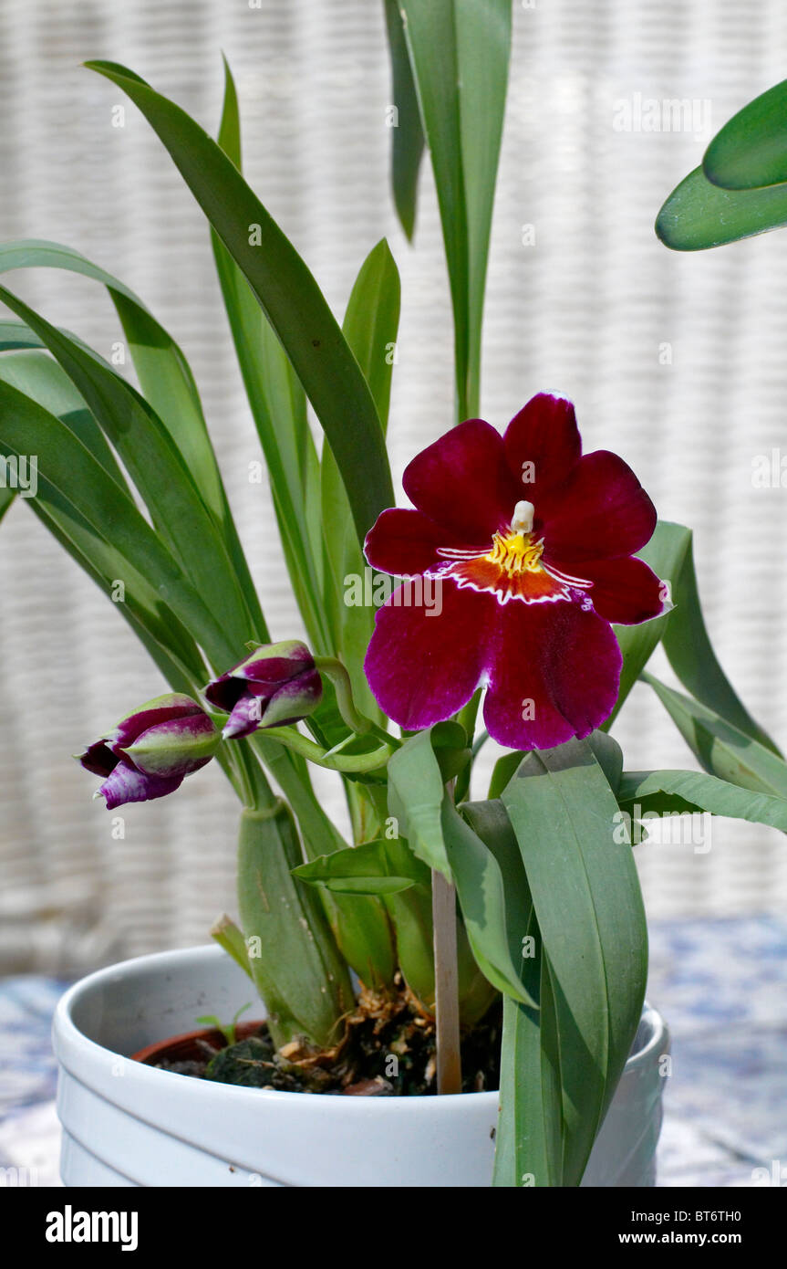 Close up picture of flowering orchid in a conservatory Stock Photo - Alamy