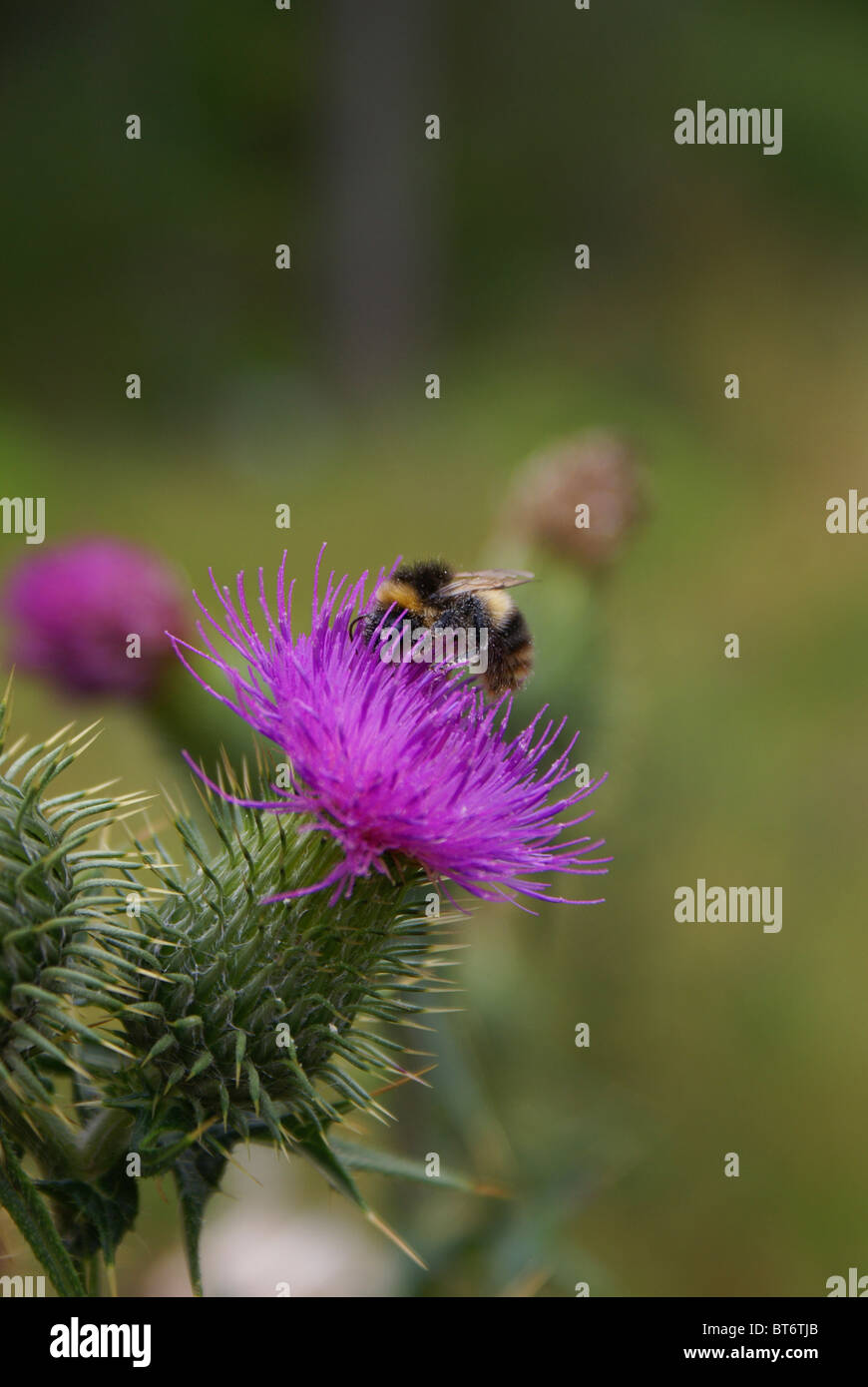 Bee leg side view hi-res stock photography and images - Alamy