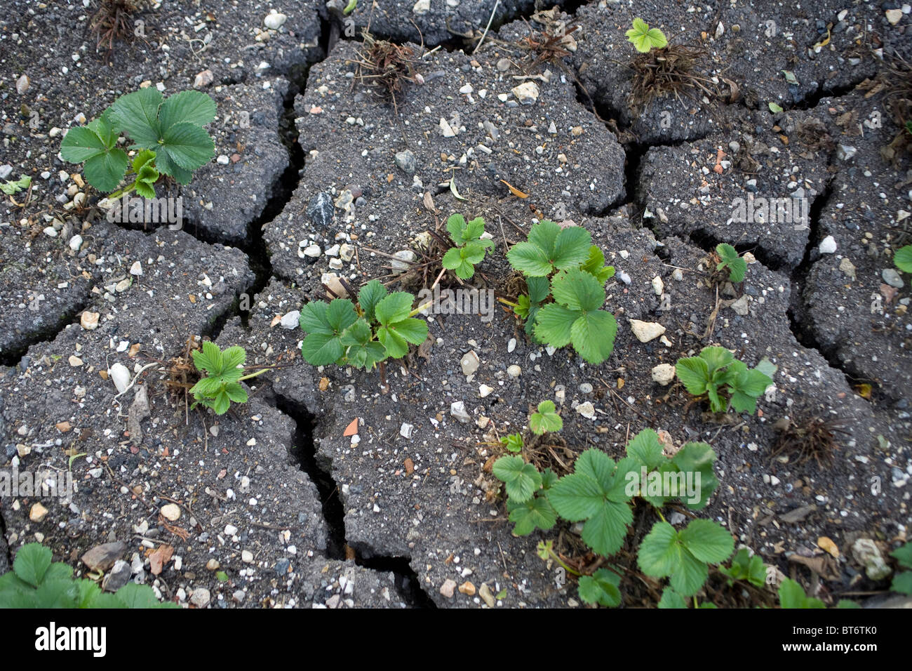 Drough hi-res stock photography and images - Alamy