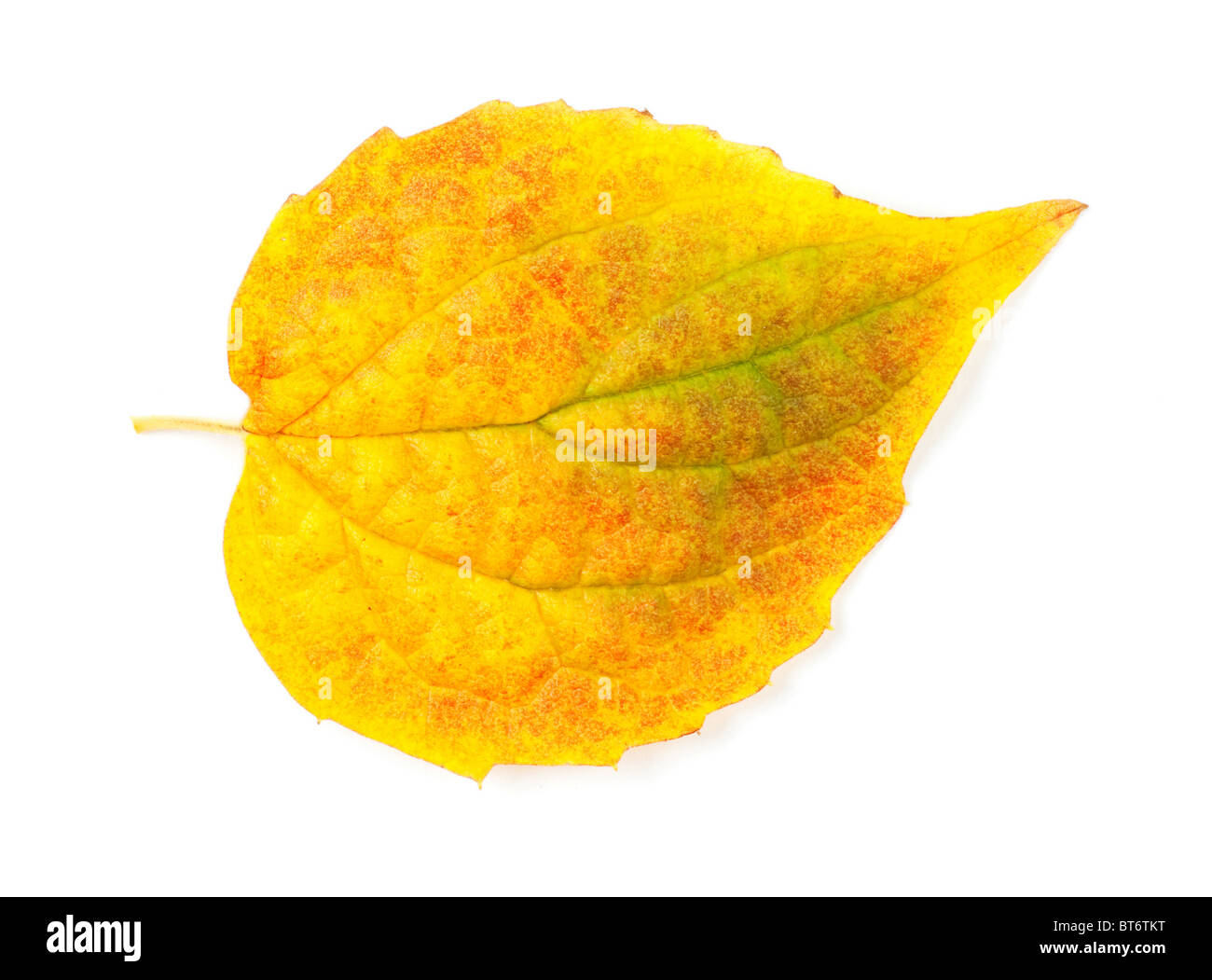 Yellow autumn leaf isolated on white background Stock Photo - Alamy