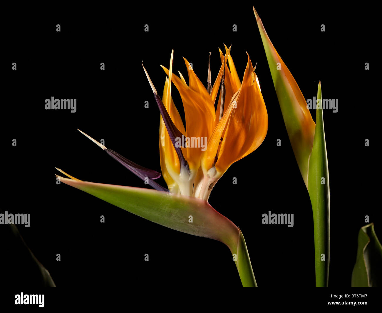 Strelitzia reginae hi-res stock photography and images - Alamy