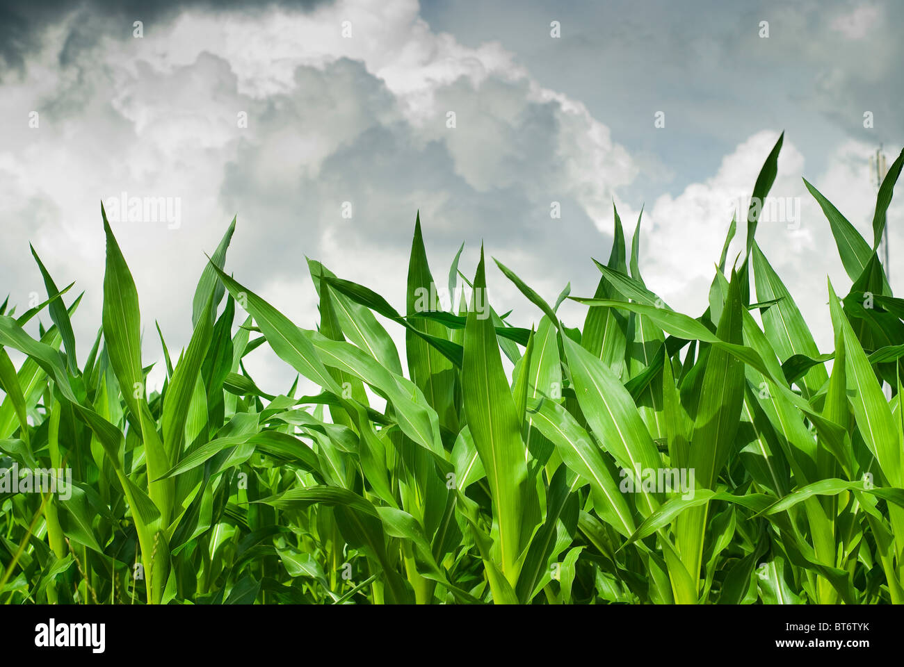 Maize field hi-res stock photography and images - Alamy