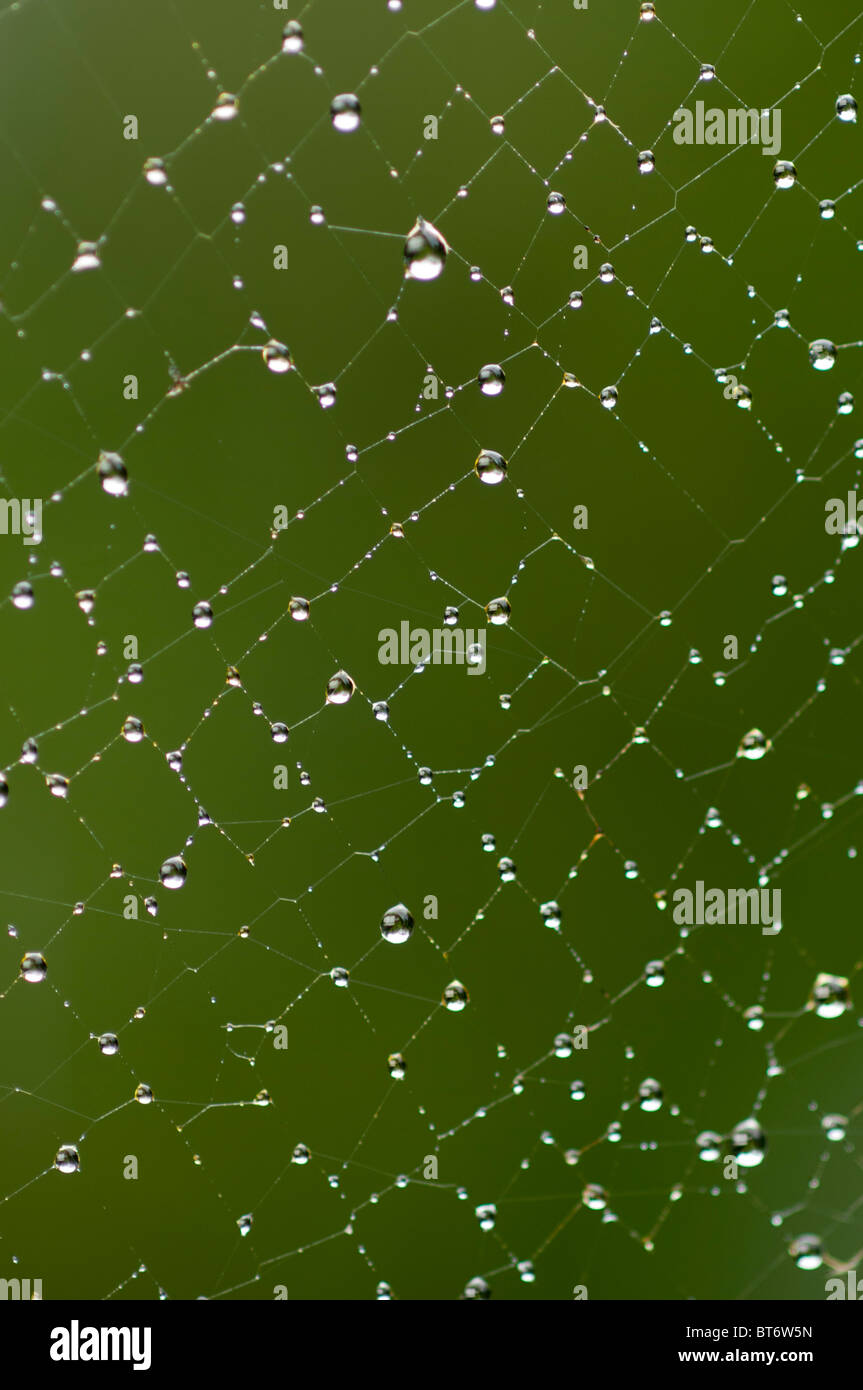 Orb weaver spider web hi-res stock photography and images - Alamy