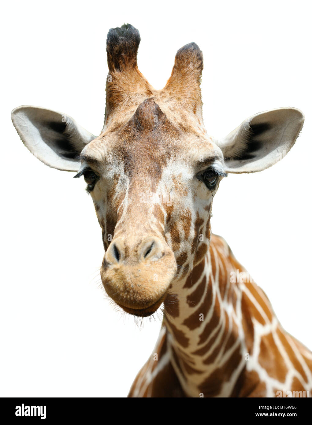 Giraffe isolated hi-res stock photography and images - Alamy