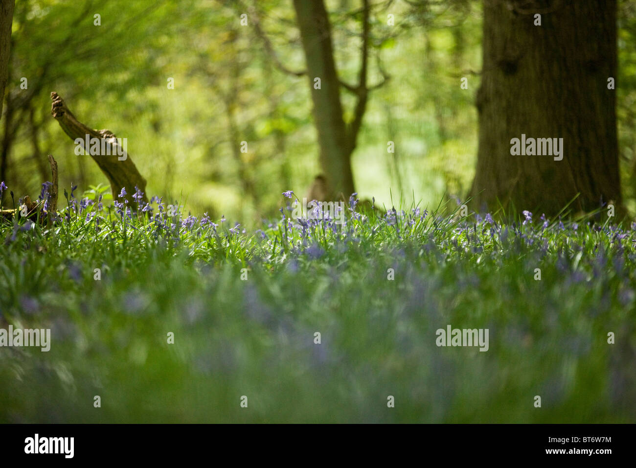 A bluebell wood in spring Stock Photo - Alamy