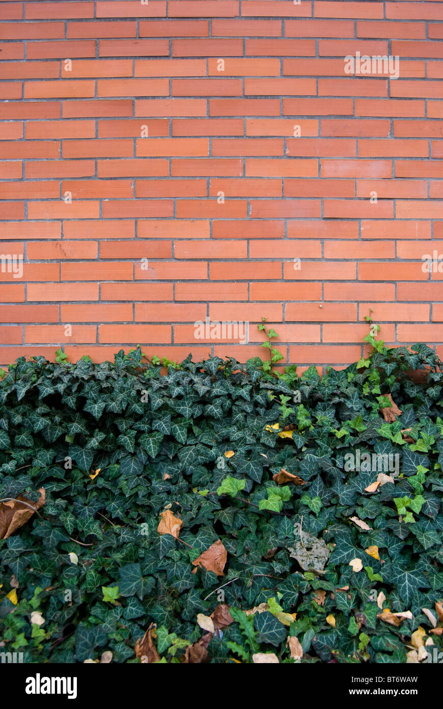 bricks wall and Ivy leaves Stock Photo - Alamy