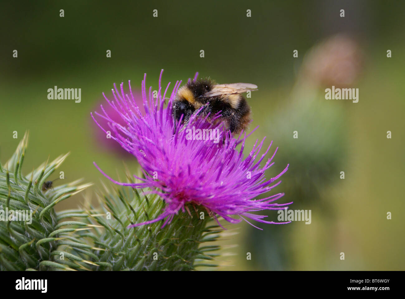 Bee leg side view hi-res stock photography and images - Alamy