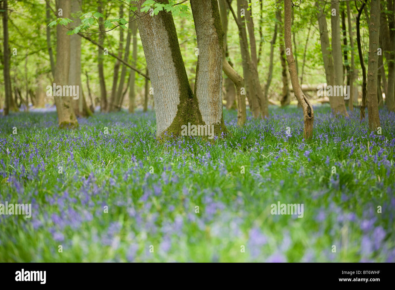 A bluebell wood in spring Stock Photo - Alamy