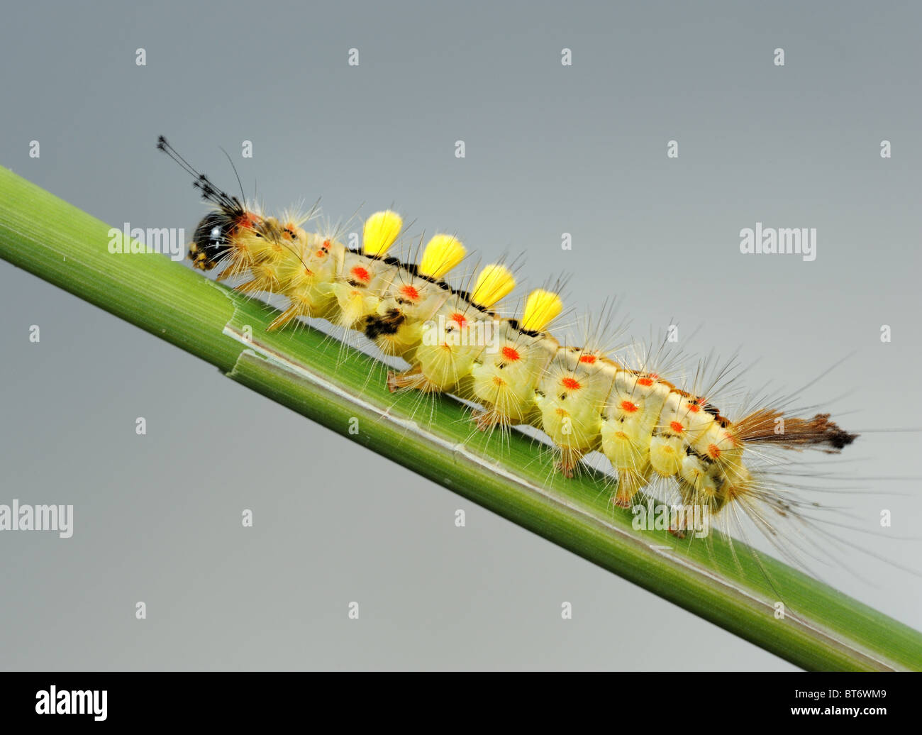 Green fuzzy caterpillar hi-res stock photography and images - Alamy