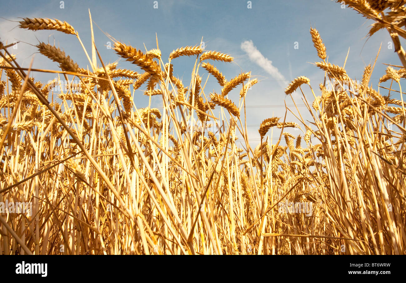 View agricultural field ripening wheat hi-res stock photography and ...