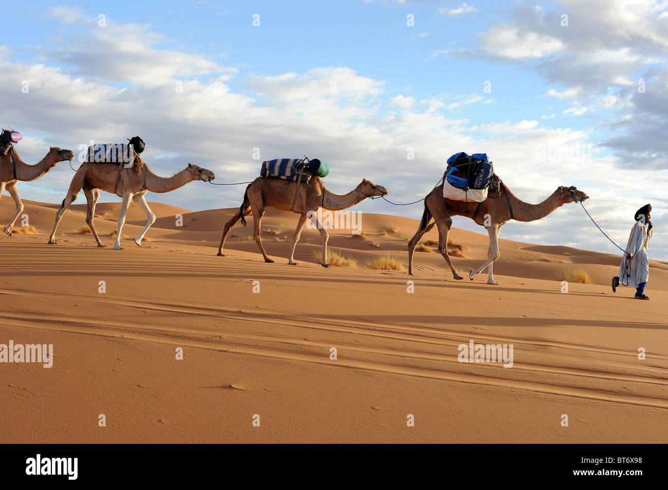 Berber tribesman leading camels through the Sahara desert in southern ...