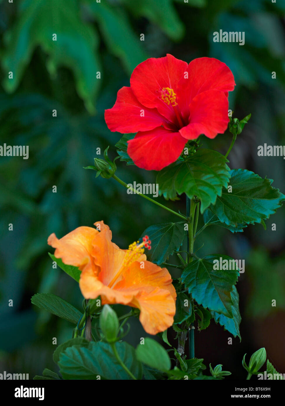 Sinensi hi-res stock photography and images - Alamy