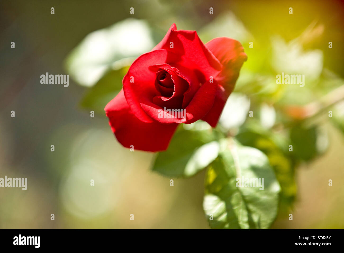 Red rose on shining hi-res stock photography and images - Alamy