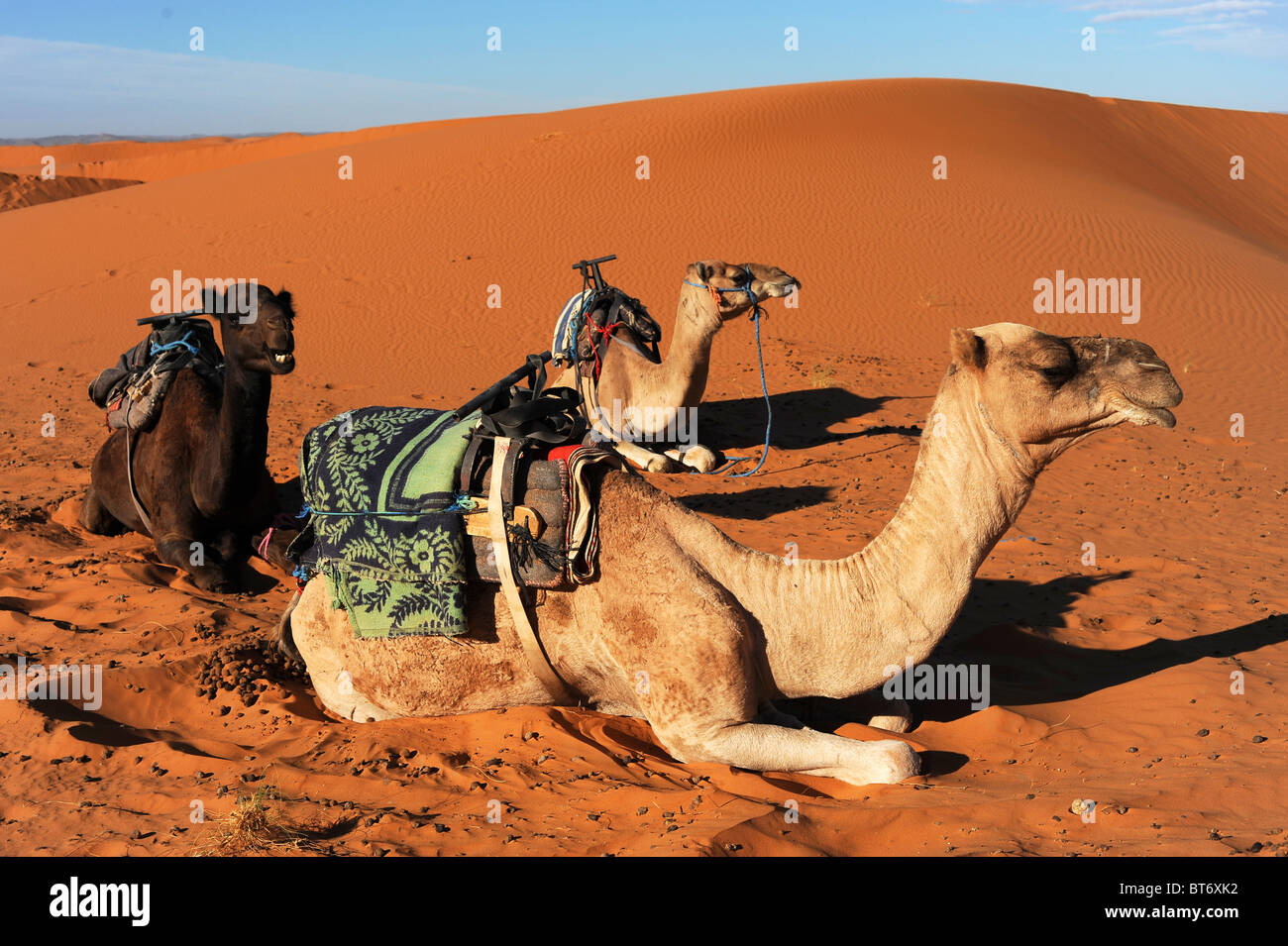 Three Dromedaries camels saddled ready to trek through the dunes in the ...