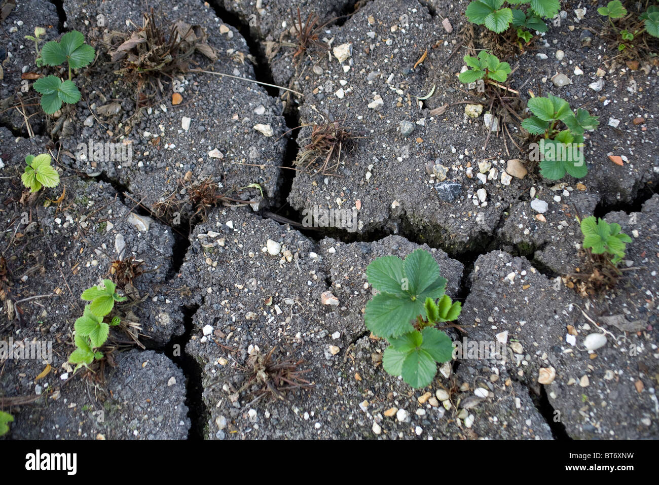 Crops drought hi-res stock photography and images - Alamy