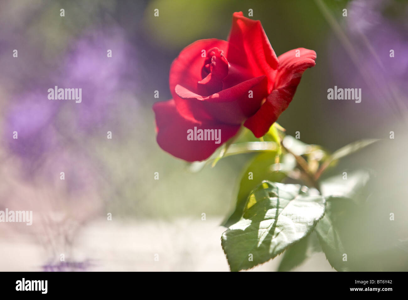 A single red rose in bloom Stock Photo - Alamy