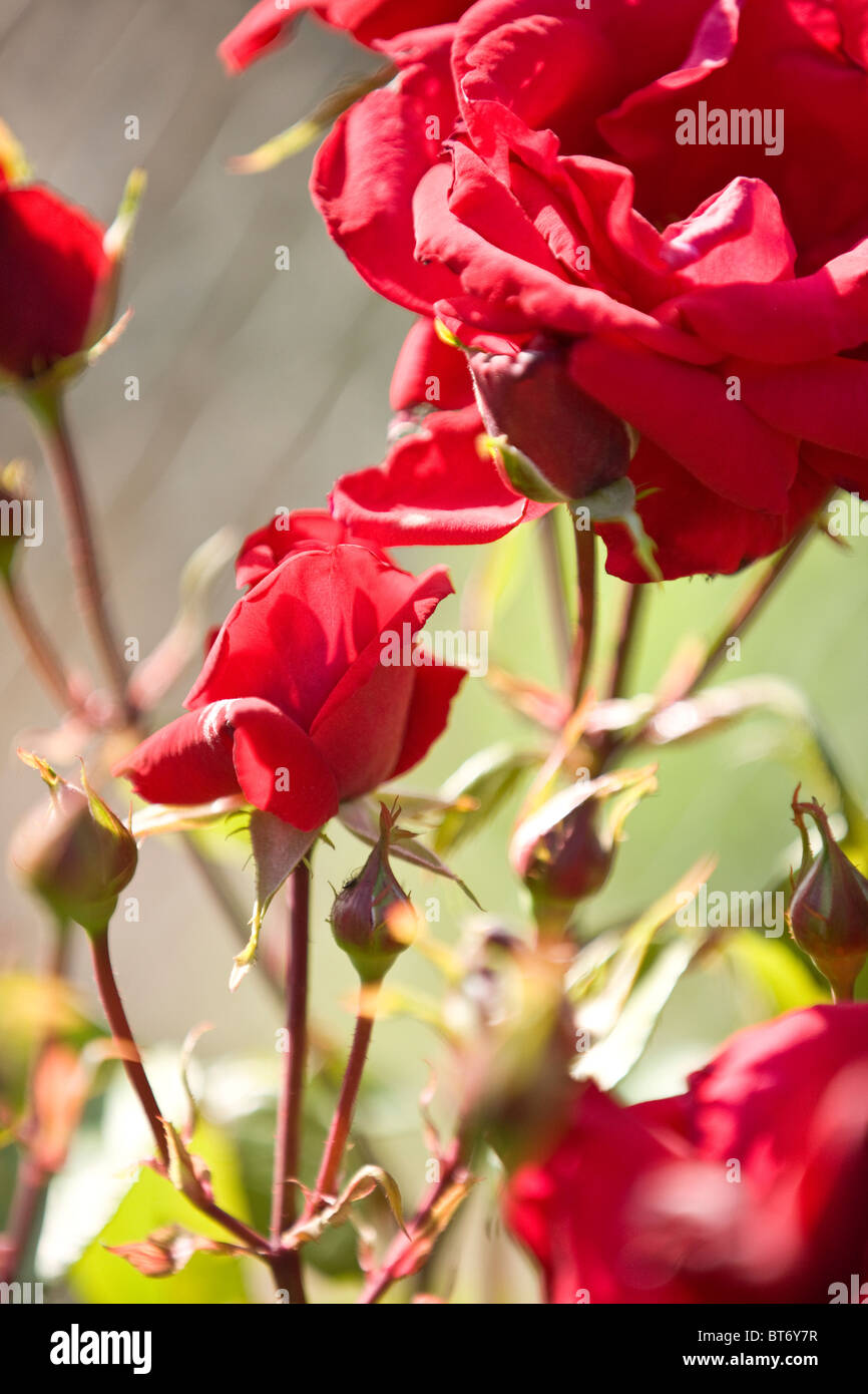 Red roses in bloom Stock Photo - Alamy