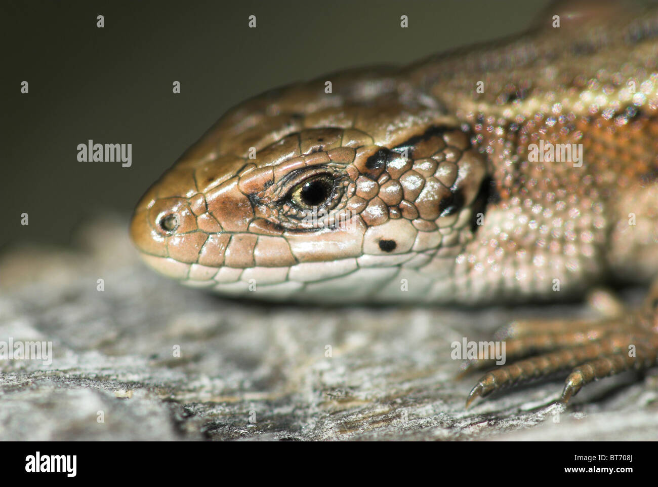 Common lizard at rest, showing its head only, on a Dorset heathland ...