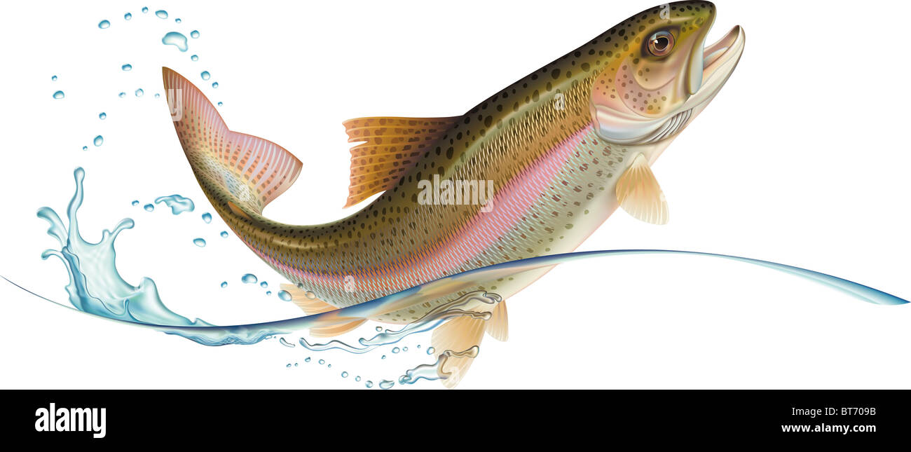 Trout fish spawning hi-res stock photography and images - Alamy